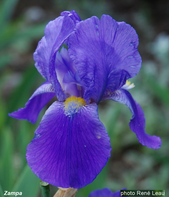 Liste des iris français
